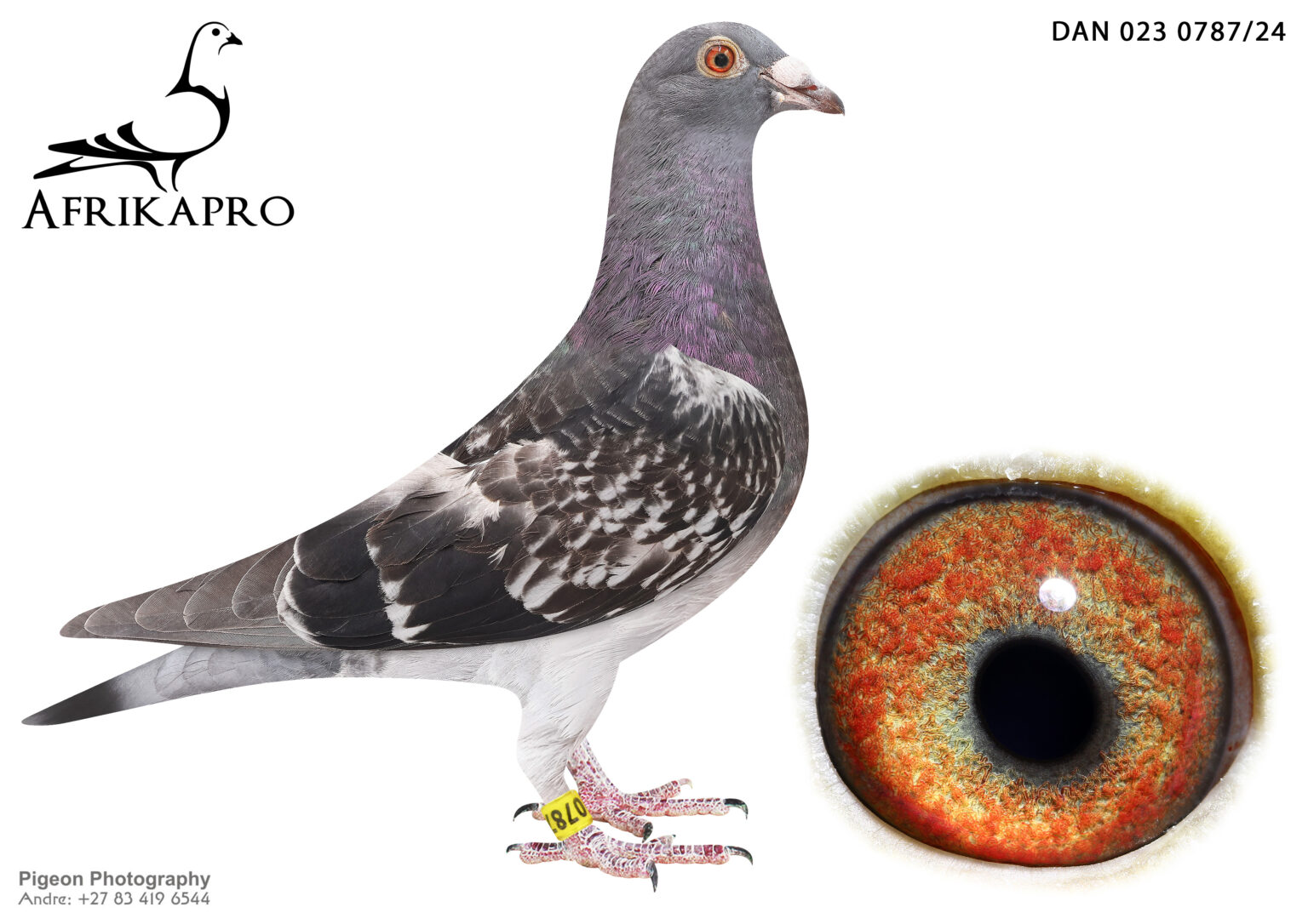 LOT 14 AFRIKAPRO AUCTION 2 -M & C HANSEN – DAN 24 023 0787 -SIRE:DV ...