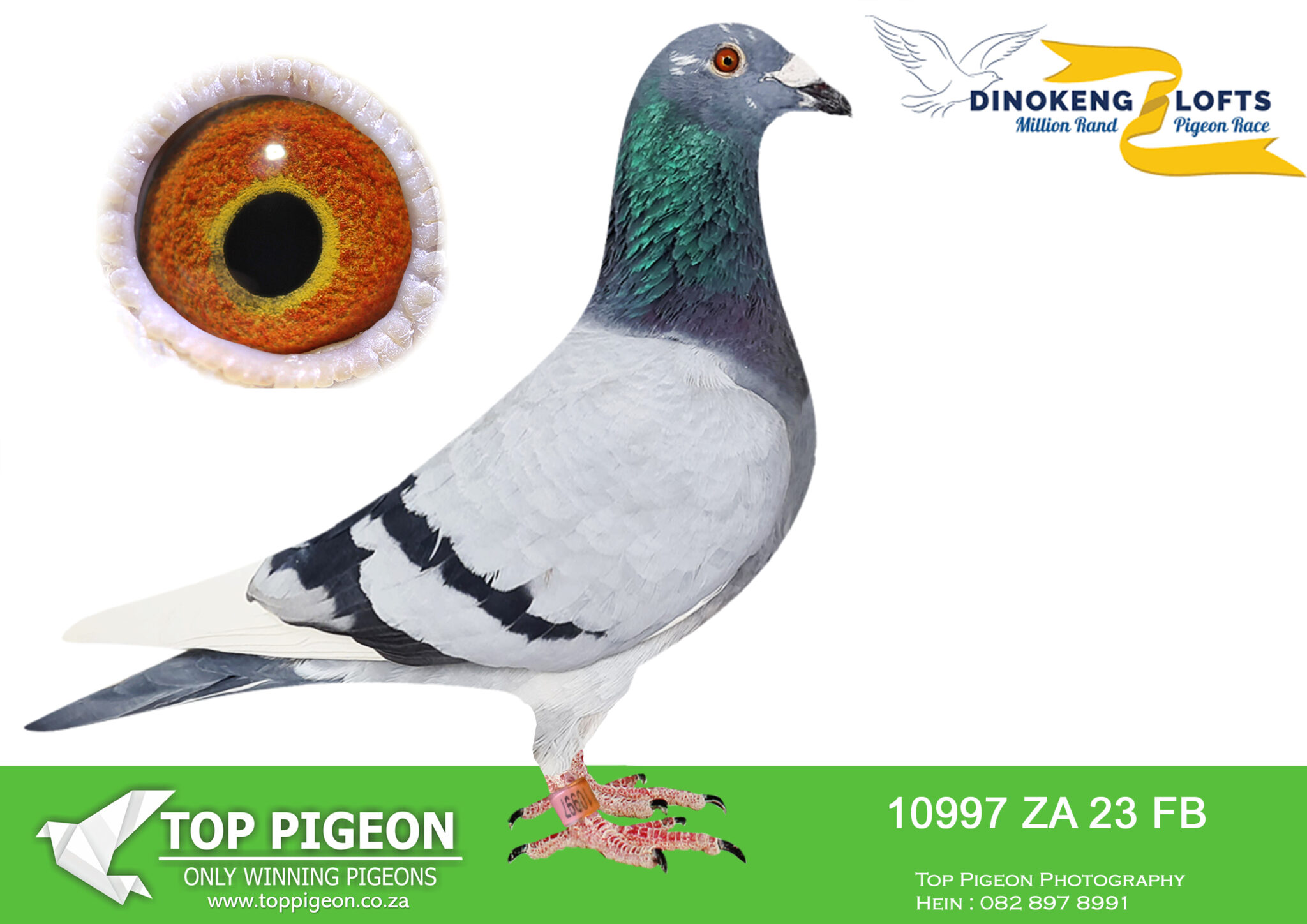 LOT 19 DINOKENG AUCTION 2 – LEN KNOETZE LOFTS – ZA 23 FB 10997 -SIRE:ZA 14 FB 15656. THIS IS A ...