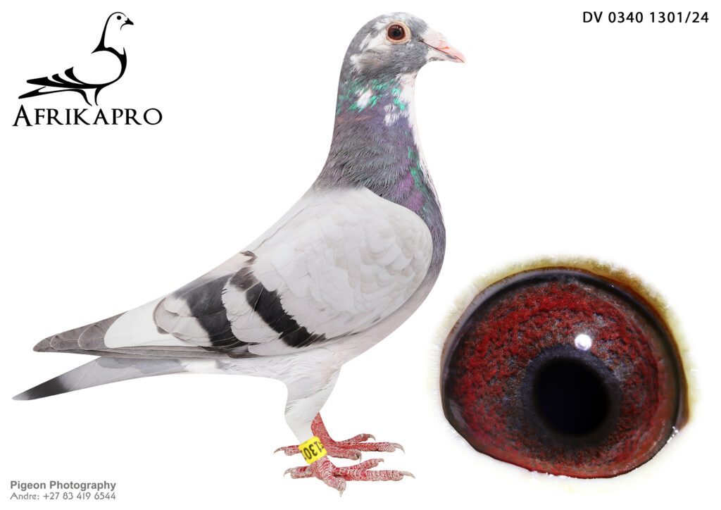 LOT 76 AFRIKAPRO -THOMAS PAHNKE – DV 24 0340 1301 -SIRE:BE 17 5013721 ...