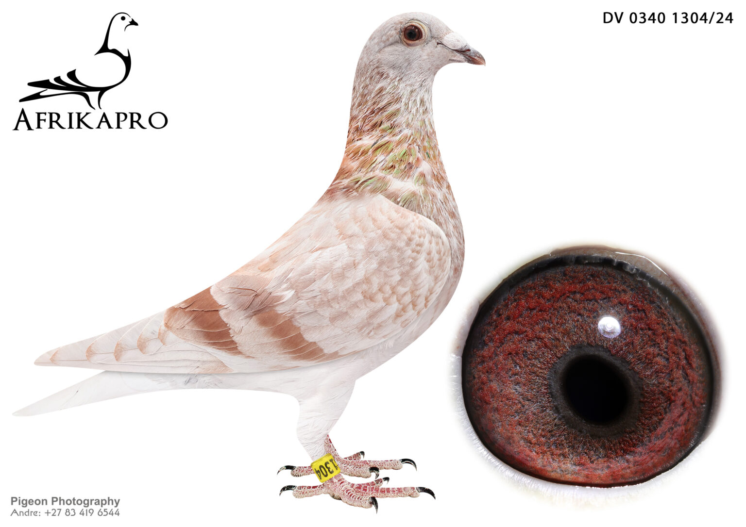 LOT 47 AFRIKAPRO AUCTION 2 -THOMAS PAHNKE – DV 24 0340 1304 -SIRE:01211 ...
