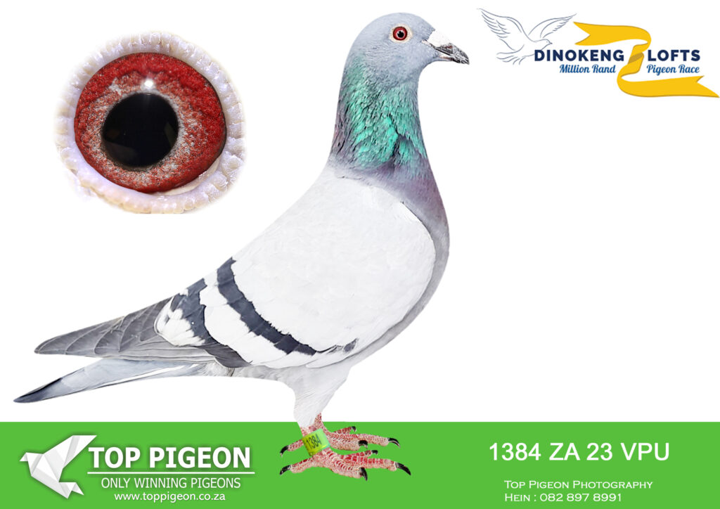 LOT 36 R500 BARGAIN BOX JANUARY – NINJA LOFTS – ZA 23 VPU 1384