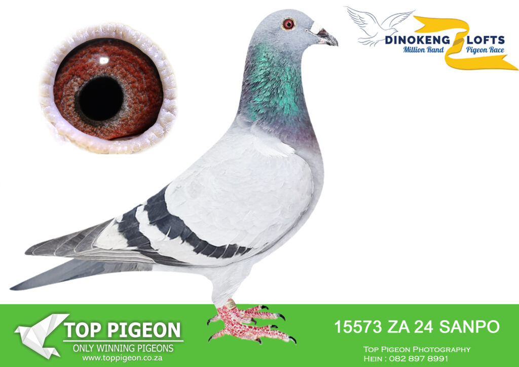 LOT 86 DINOKENG AUCTION 2 -PHALA PHALA LOFTS TEAM 2 – ZA 24 SANPO 15573