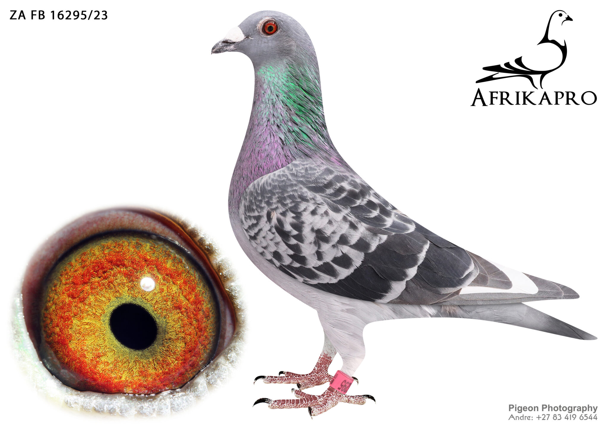 .LOT 2 AFRIKAPRO AUCTION 3 A -TEAM VISION – ZA 23 FB 16295 -SIRE:ZAWPHU ...