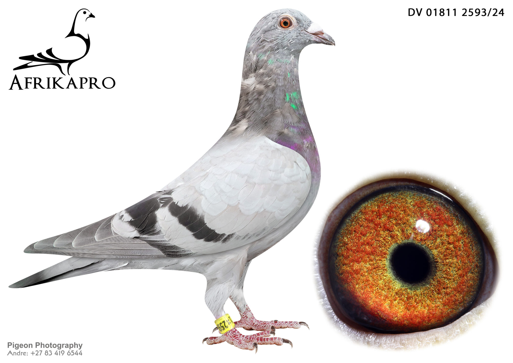 LOT 35 AFRIKAPRO -SG ULLRICH – DV 24 01811 2593 -SIRE:”JAFA Cock 810 ...