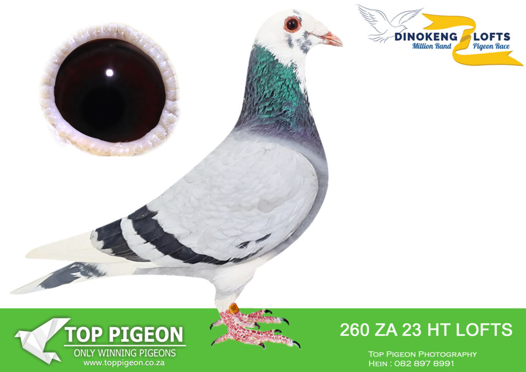 LOT 79 DINOKENG AUCTION 2 -HT LOFTS – ZA 23 HT LOFTS 260