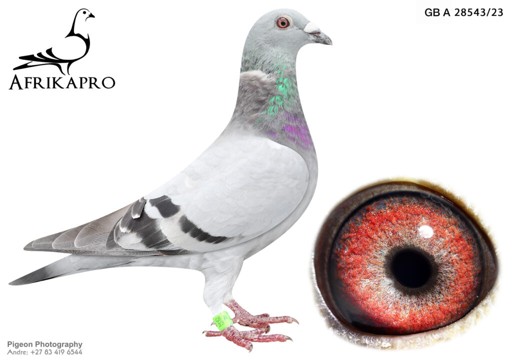 Z..LOT 109 AFRIKAPRO AUCTION 2 -RKS & COLIN OXLEY RACING – GB 23 A ...