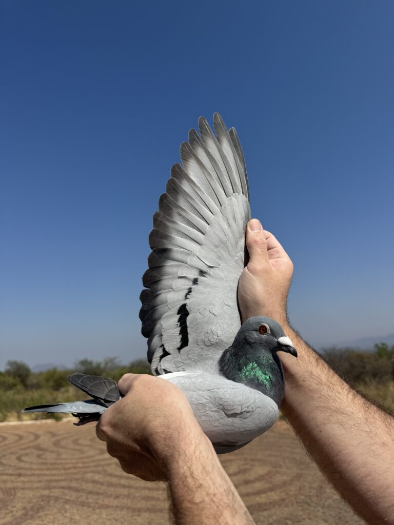 Z..LOT 124 AFRIKAPRO AUCTION 2 -LEVER & CURTIS – GB 23 A 28567 -SIRE ...