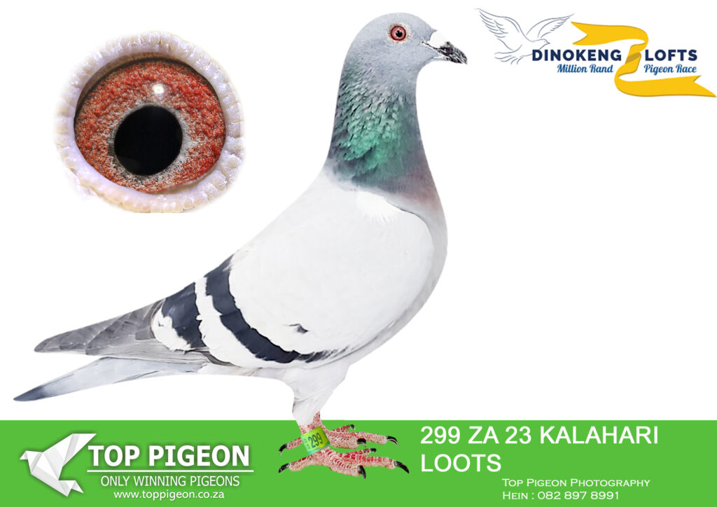 LOT 11 DINOKENG AUCTION 2 – FRANCOIS STEINMANN – ZA 23 KHS 1020 -SIRE:110 KHS 23 .Alias “Pac Man ...