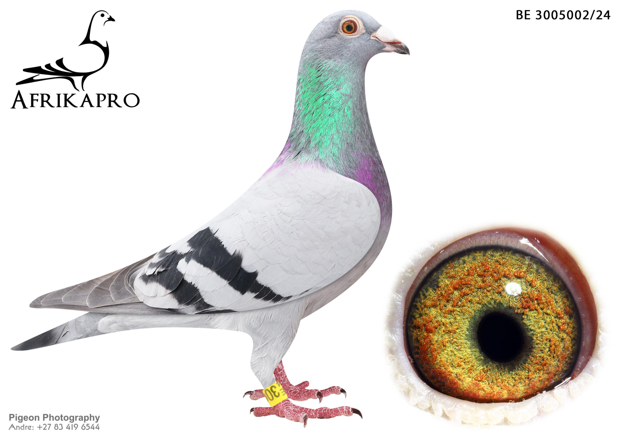 LOT 47 AFRIKAPRO -TEAM VISION SINGLE – BE 24 3005002 -SIRE:B 22-3116331 ...