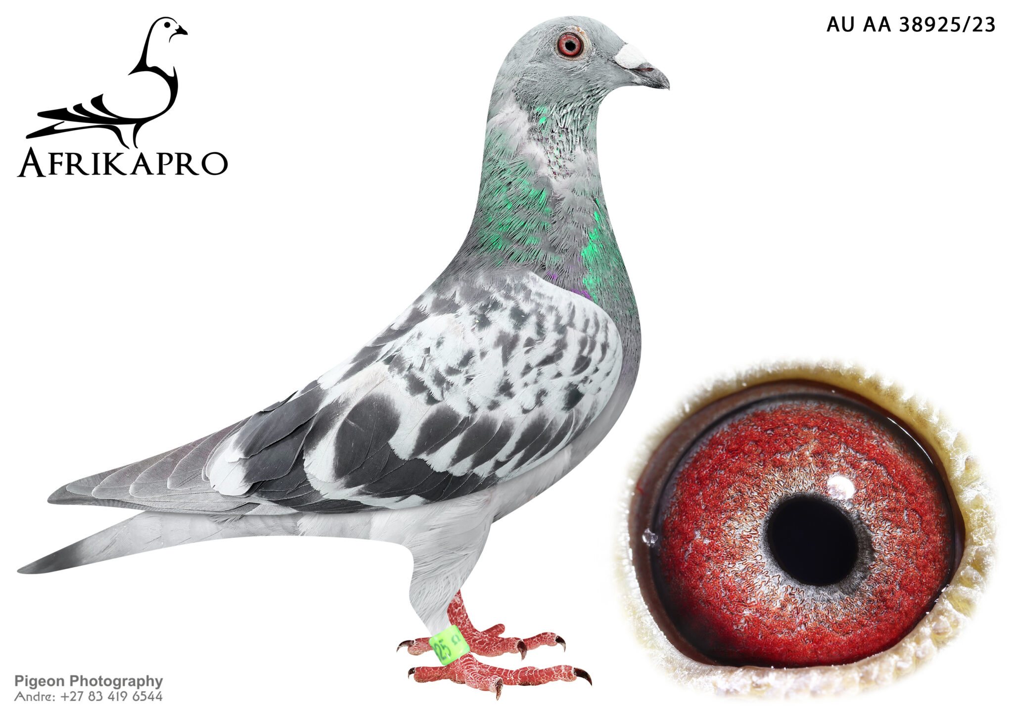 LOT 15 AFRIKAPRO AUCTION 2 -HOLLYWOOD LOU LOFTS – AU 23 AA 38925 -SIRE ...