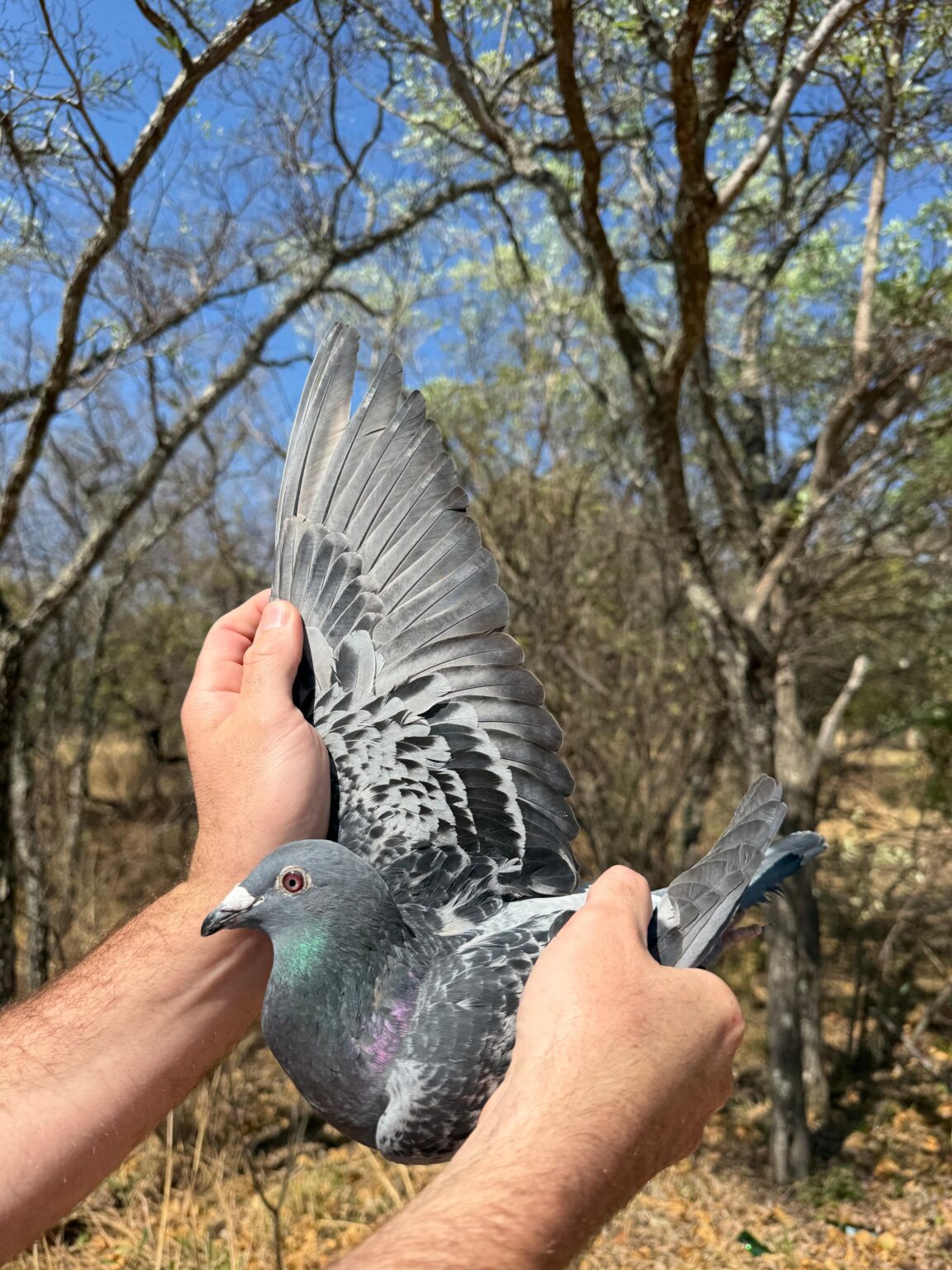 Z..LOT 156 AFRIKAPRO AUCTION 2 -Team Tom Van Gaver – Alberto Abajo ES ...