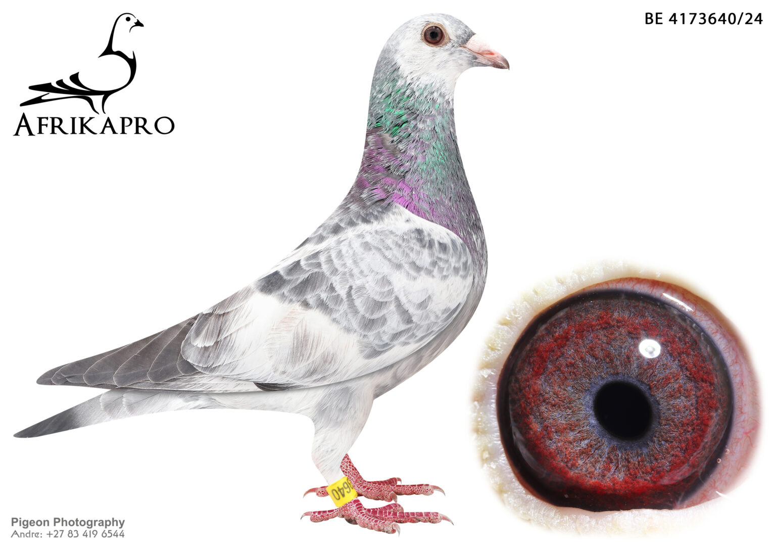 Past Auctions - Top Pigeon