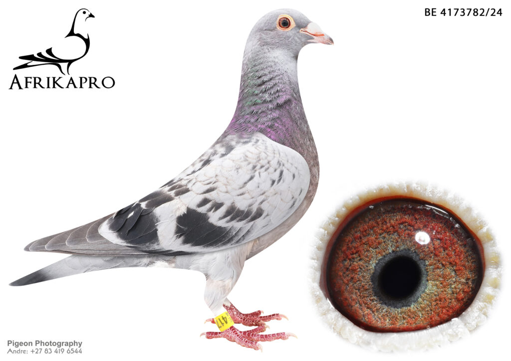 ACTIVE AUCTION – AFRIKAPRO AUCTION 1 – FROM 17 OCTOBER TO SUNDAY 20 OCTOBER 2024 (ENDING FROM 13:00)