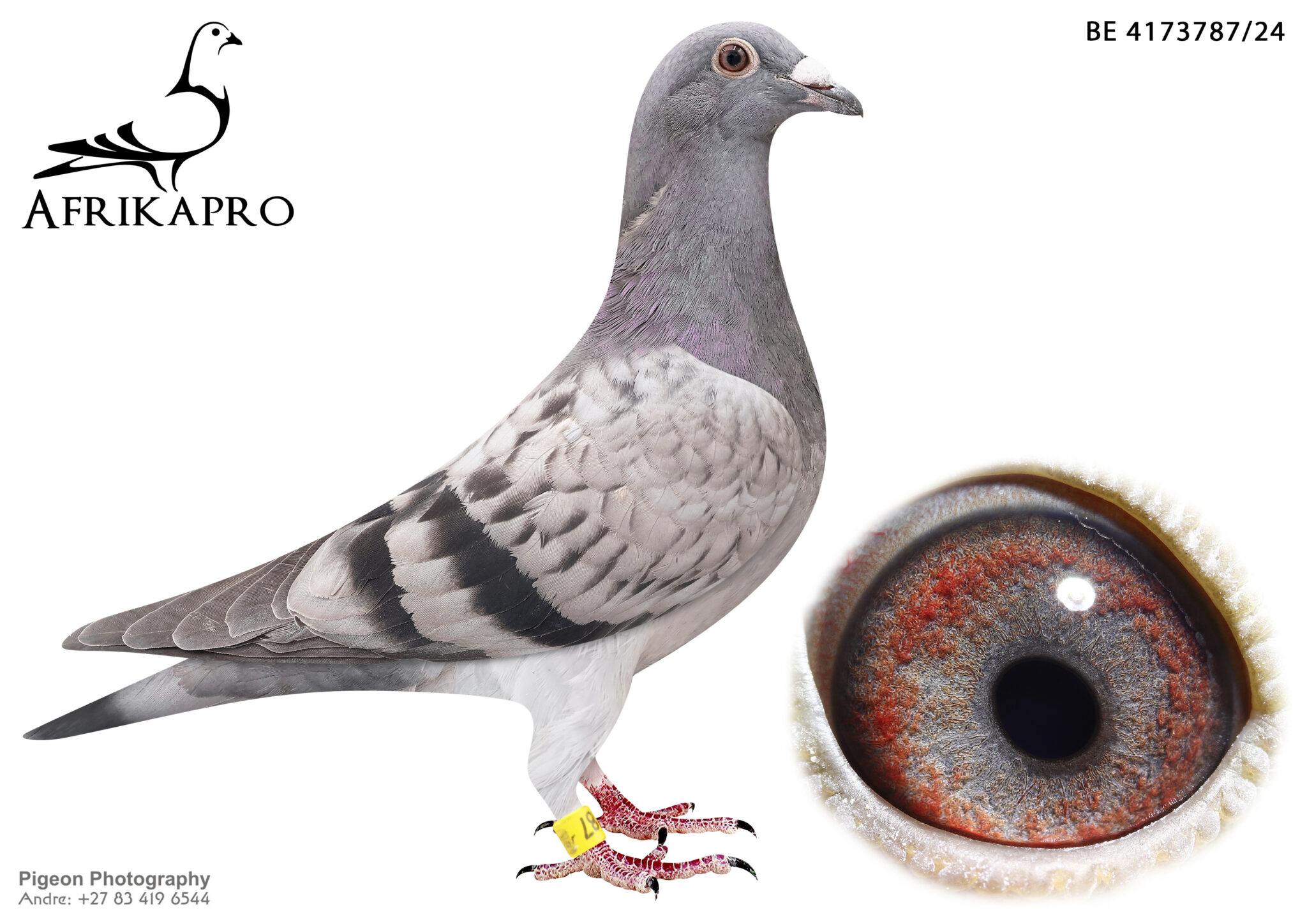 LOT 27 AFRIKAPRO -Team PIPA Breeding – PIPA Elite Center 3 – BE 24 ...