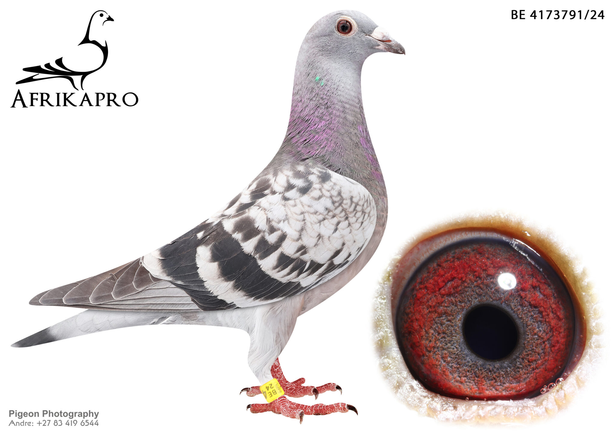 LOT 60 AFRIKAPRO -Team PIPA Breeding – PIPA Elite Center 3 – BE 24 ...