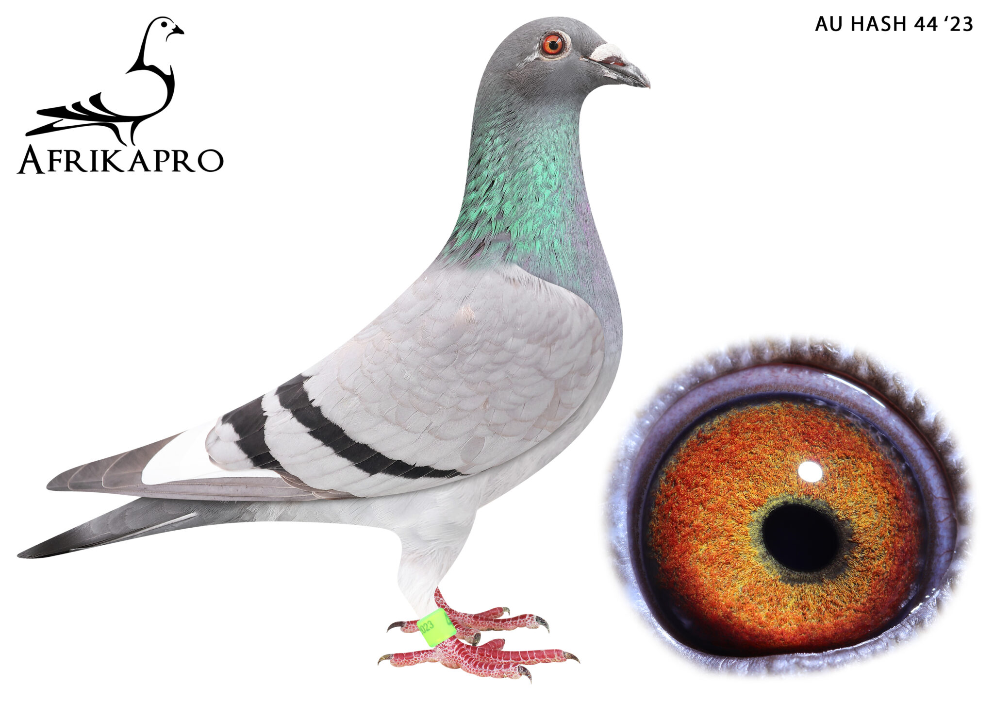 Z..LOT 132 AFRIKAPRO AUCTION 2 -HASH FAMILY LOFT – AU 23 HASH 44 -SIRE ...