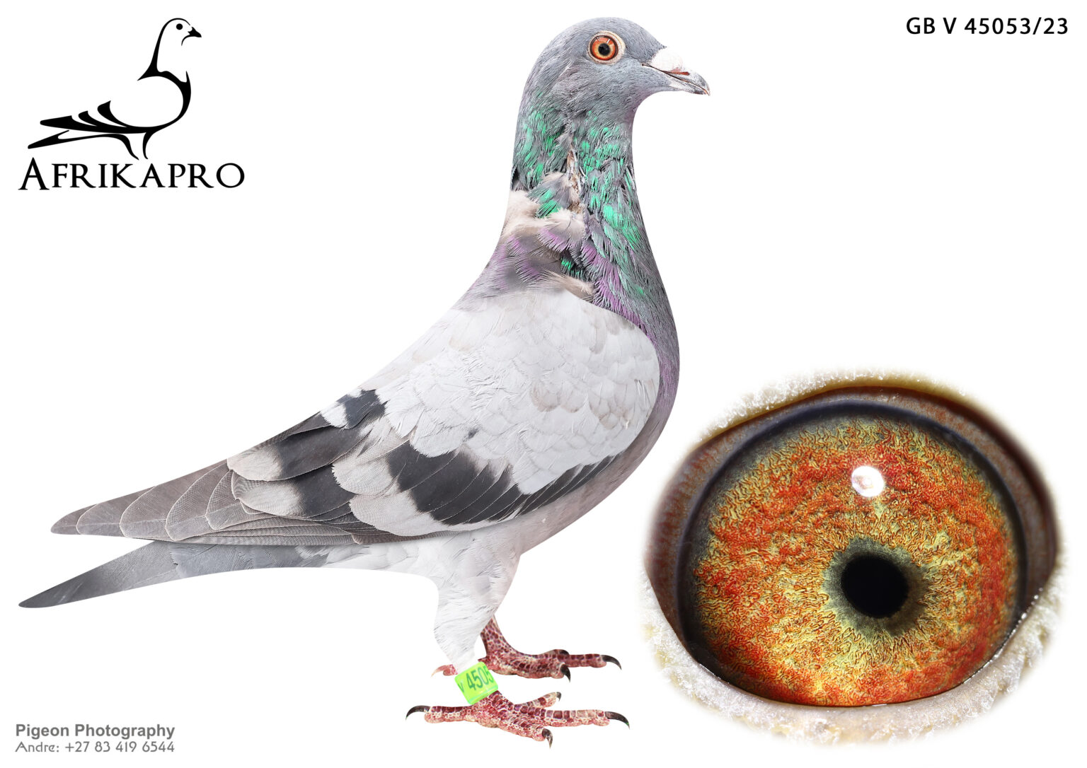 LOT 13 AFRIKAPRO AUCTION 2 -RKS & COLIN OXLEY RACING – GB 23 V 45053 ...