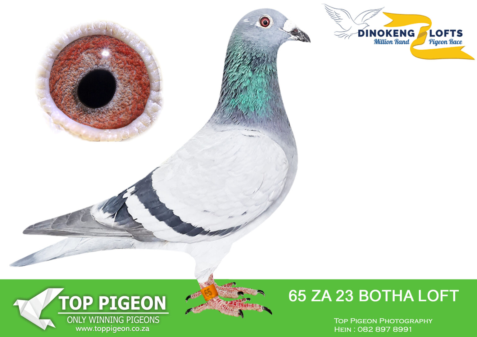 LOT 42 DINOKENG AUCTION 2 – BOTHA LOFTS – ZA BOTHA LOFT 2023 65 -SIRE:08223 ZA 15. SUPER RACER ...