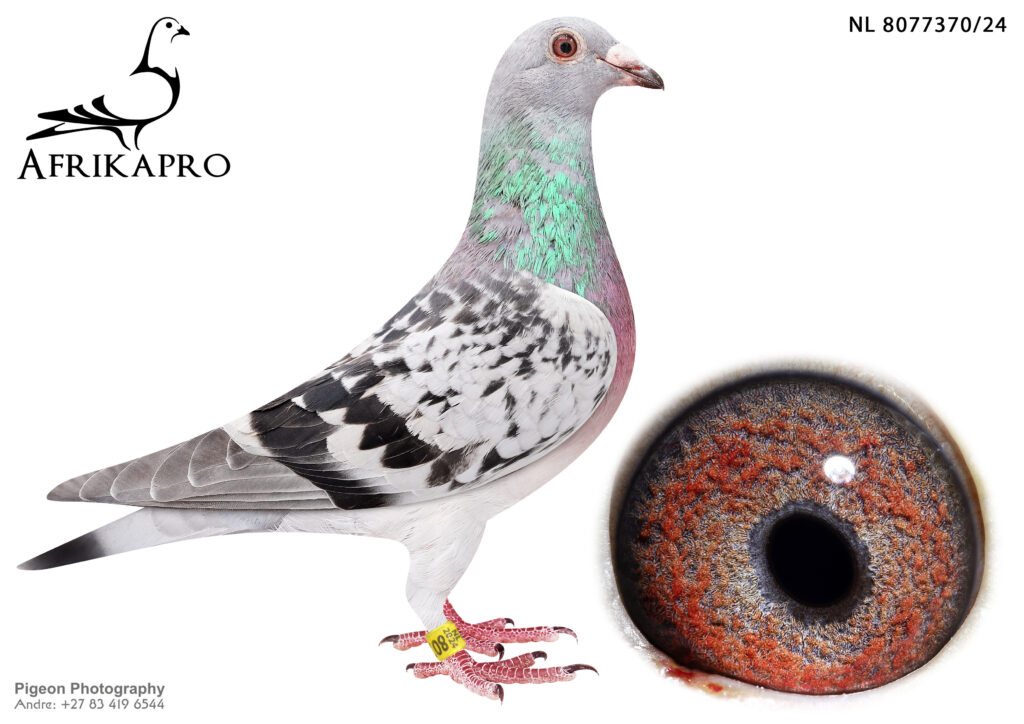 ACTIVE AUCTION – AFRIKAPRO AUCTION 1 – FROM 17 OCTOBER TO SUNDAY 20 ...