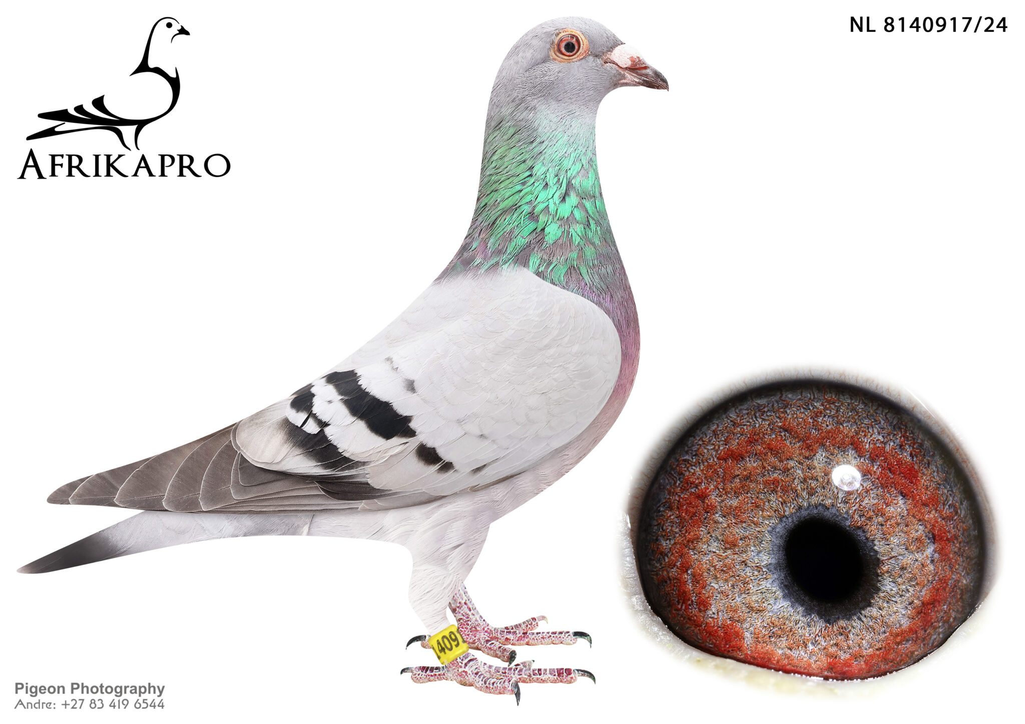 LOT 38 AFRIKAPRO -JELLE JELLEMA – NL 24 8140917 -SIRE:1342631 NL 19 ...