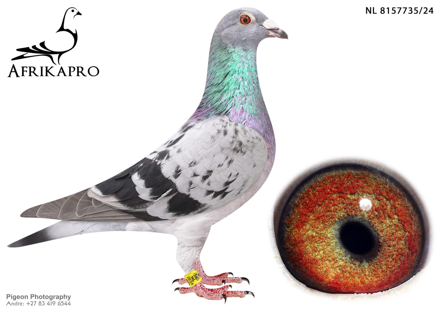 LOT 81 AFRIKAPRO -TEAM NIJBOER RACING PIGEONS – NL 24 8157735 -SIRE:NL ...