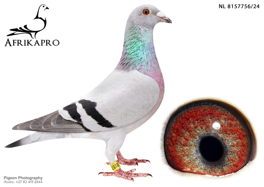 Z..LOT 133 AFRIKAPRO -HANELY LOFT – NL 24 8157756 -SIRE:NL 23 9046795 ...