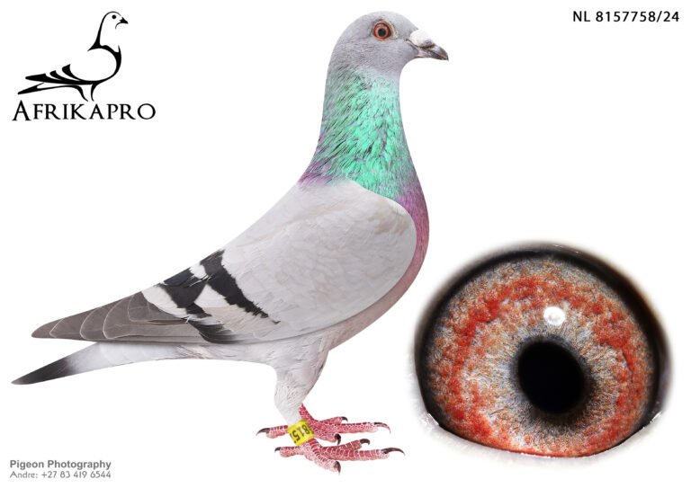Z..LOT 106 AFRIKAPRO -TEAM NIJBOER RACING PIGEONS – NL 24 8157758 -SIRE ...