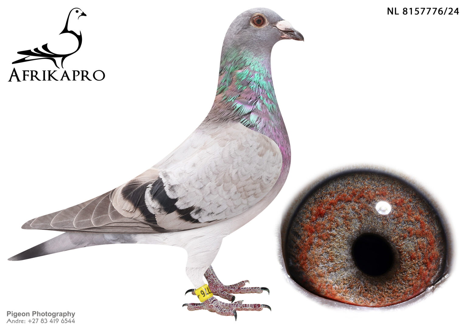 LOT 12 AFRIKAPRO -Jan Nijboer Racing Pigeons – NL 24 8157776 -SIRE ...