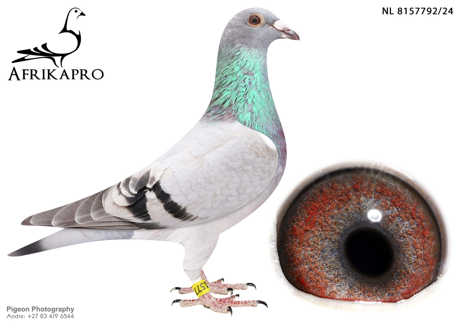 Z..LOT 132 AFRIKAPRO -JAN NIJBOER RACING PIGEONS – NL 24 8157792 -SIRE ...