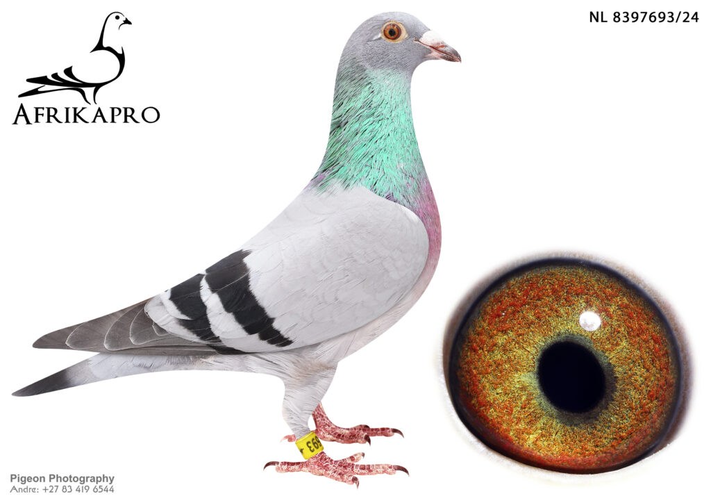 ACTIVE AUCTION – AFRIKAPRO AUCTION 1 – FROM 17 OCTOBER TO SUNDAY 20 ...