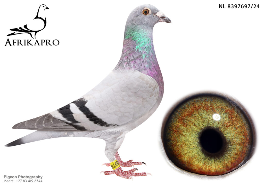 Z..LOT 123 AFRIKAPRO -JORT BATENBURG – NL 24 8397697 -SIRE:BE 22 ...