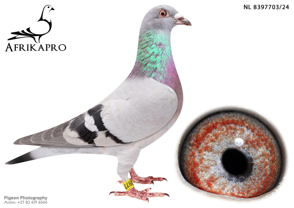 .LOT 7 AFRIKAPRO AUCTION 2 -JORT BATENBURG – NL 24 8397703 -SAMEBRED ...