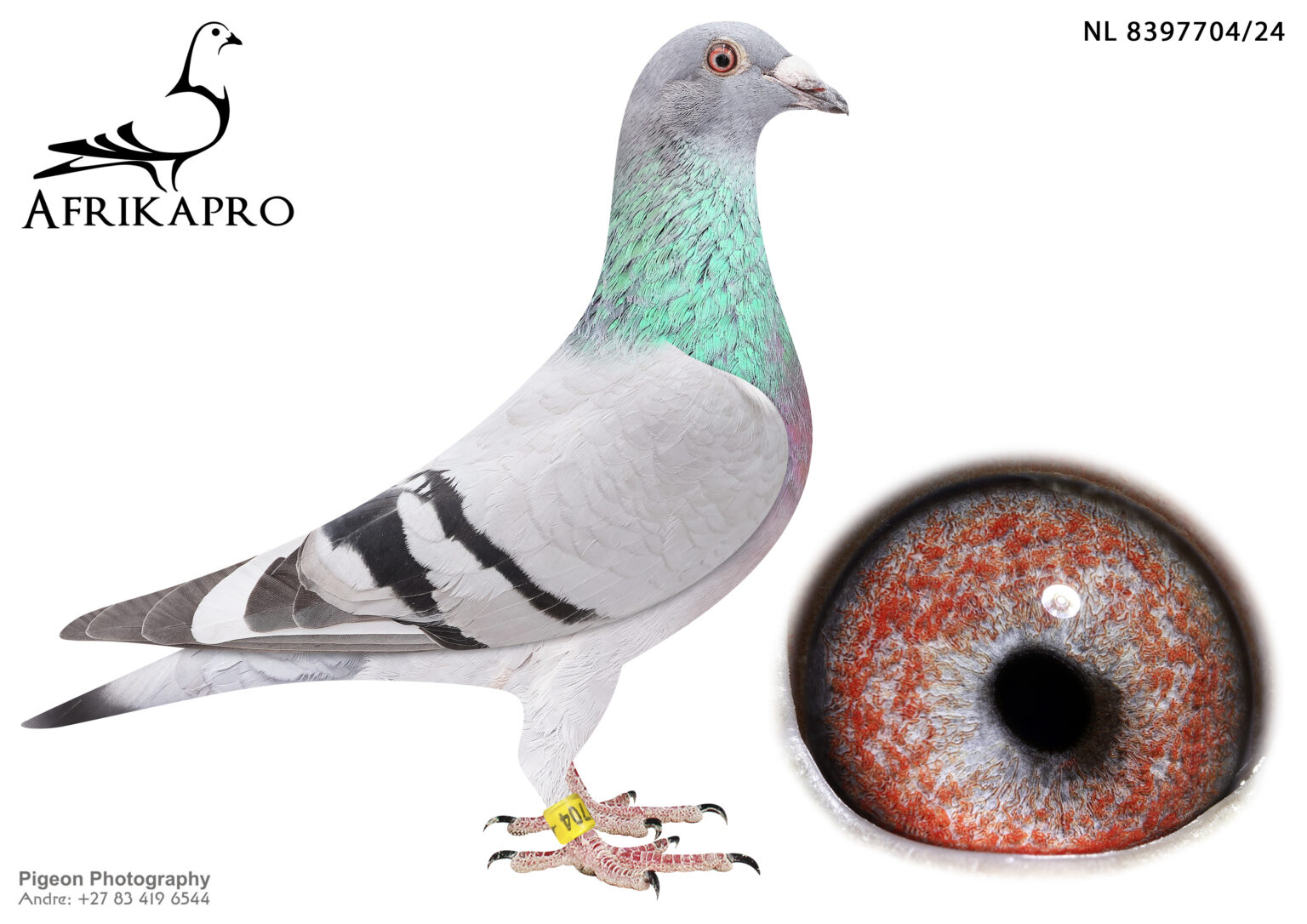 Z..LOT 131 AFRIKAPRO -JORT BATENBURG – NL 24 8397704 -SIRE:BE20-4226914 ...