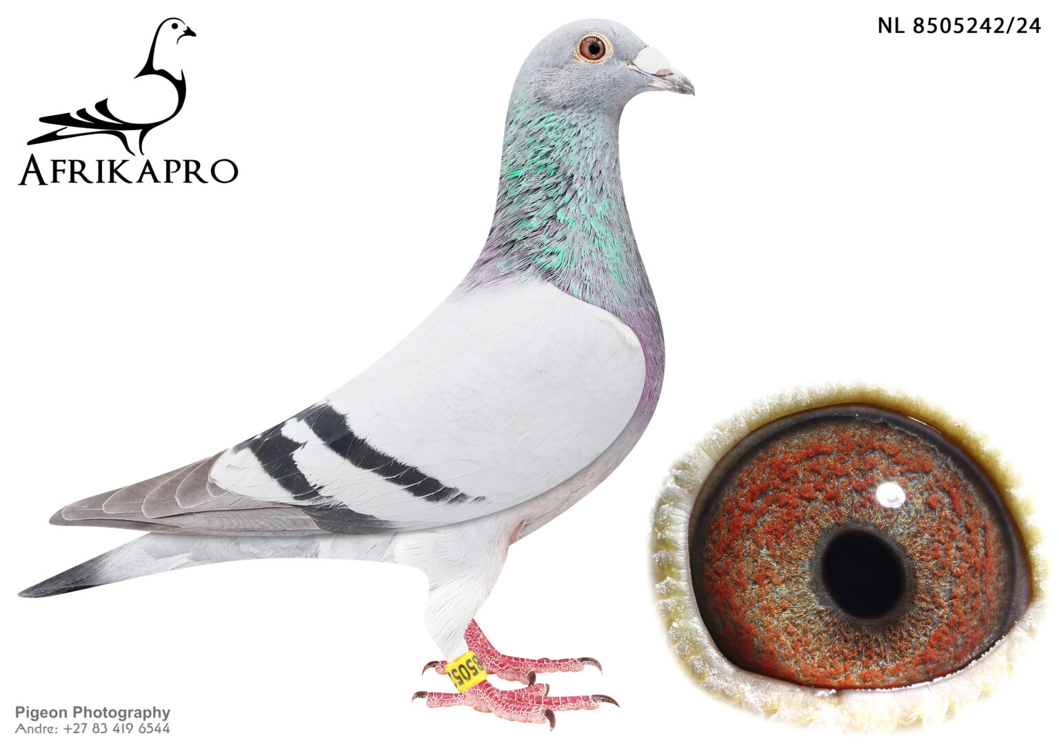 .LOT 4 HARRY WILLSON – NL 24 8505242 – SIRE:NL 18 5002308 “H BRO KLEINE ...