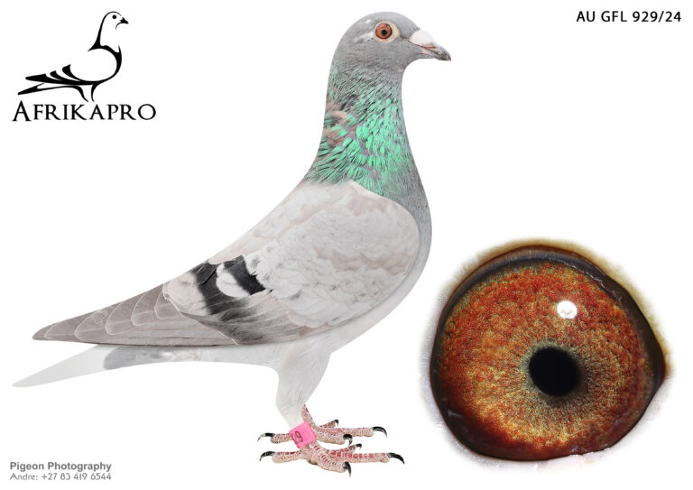 ACTIVE AUCTION – AFRIKAPRO AUCTION 2 – FROM 22 OCTOBER TO SUNDAY 27 ...