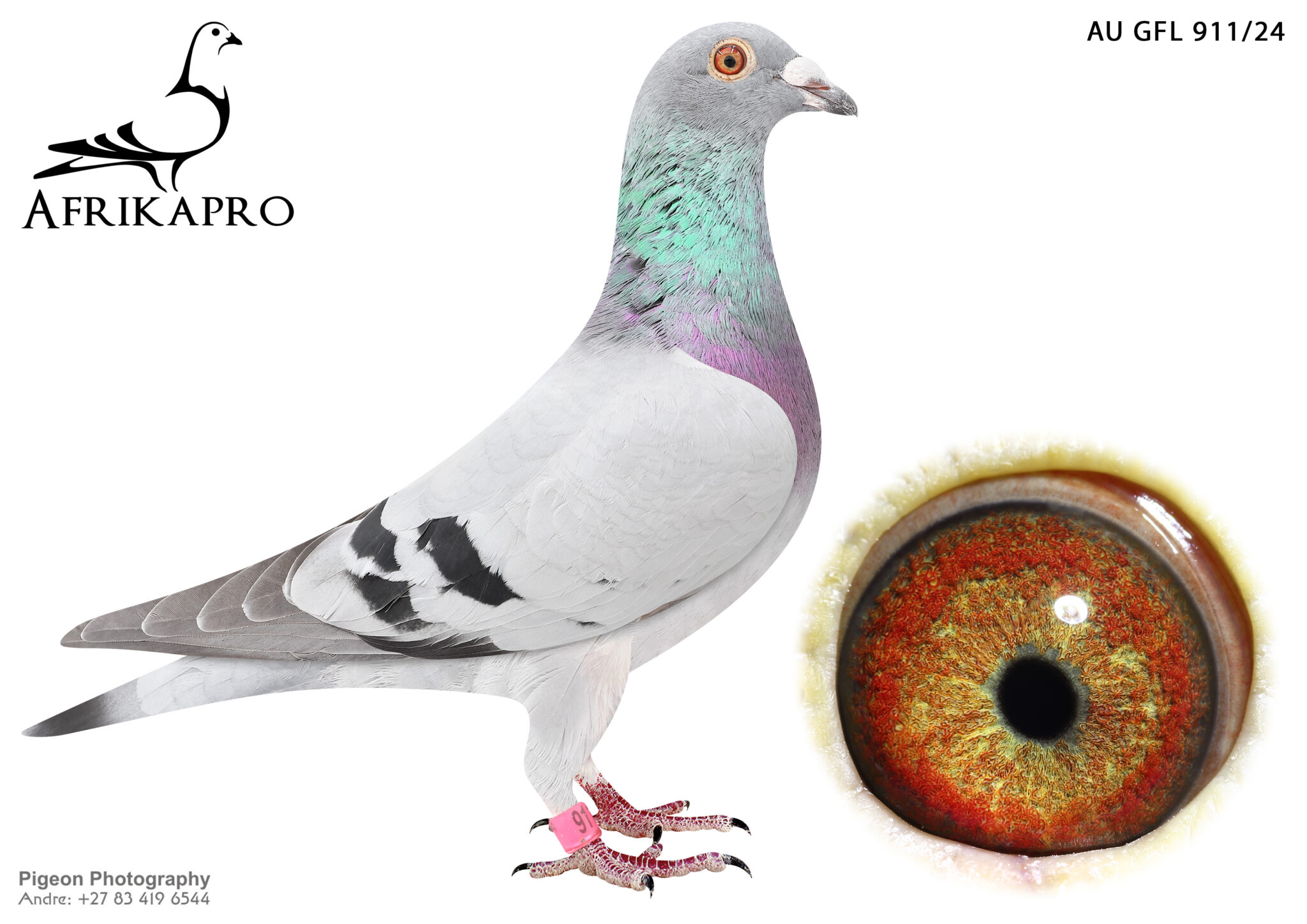 Z.. LOT 103 AFRIKAPRO AUCTION 3 B – DEBBIE GANUS – AU 24 GFL 911 -SIRE ...