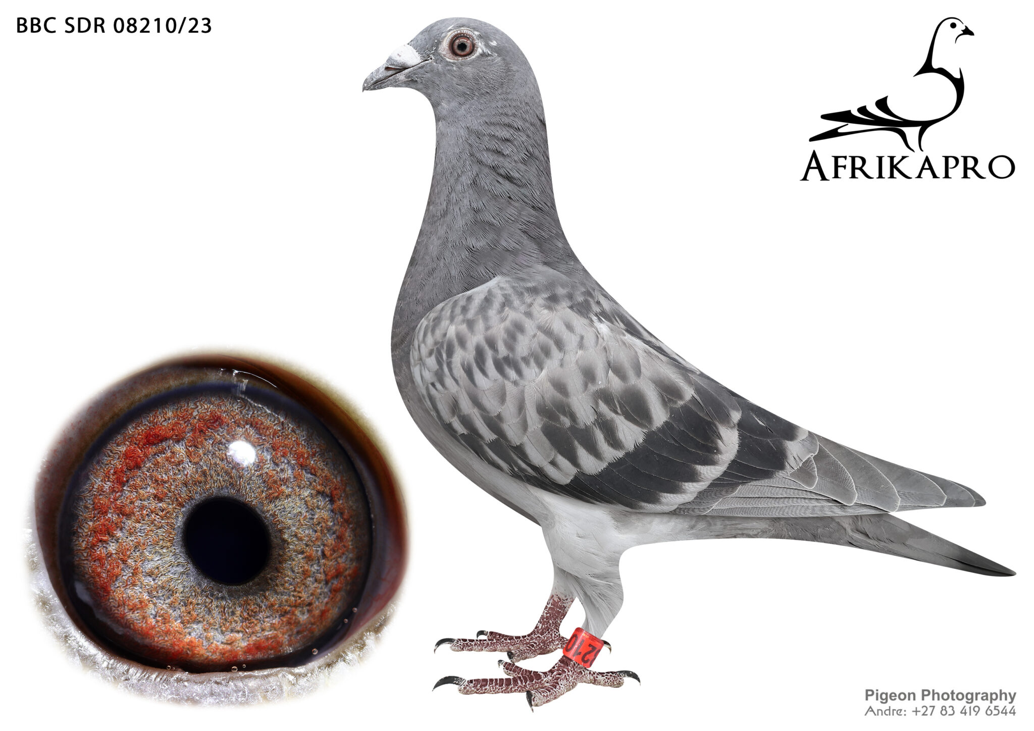 .LOT 6 AFRIKAPRO UNPAID – CBL II – BBC-SDR-23-08210 – - Top Pigeon