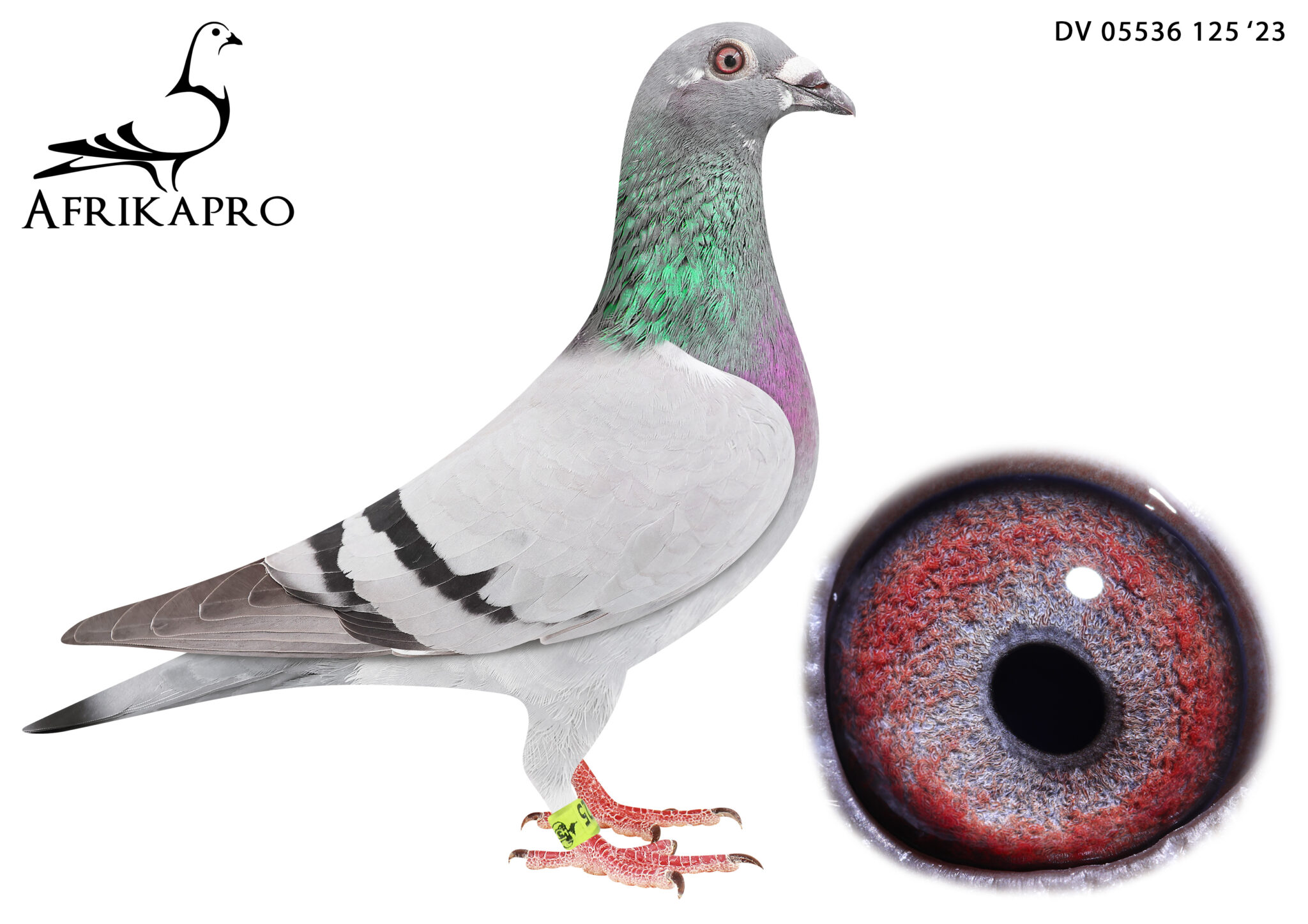 LOT 85 AFRIKAPRO -ALTMIKS RACING PIGEONS – DV 23 05536 125 -SIRE:BE 20 ...