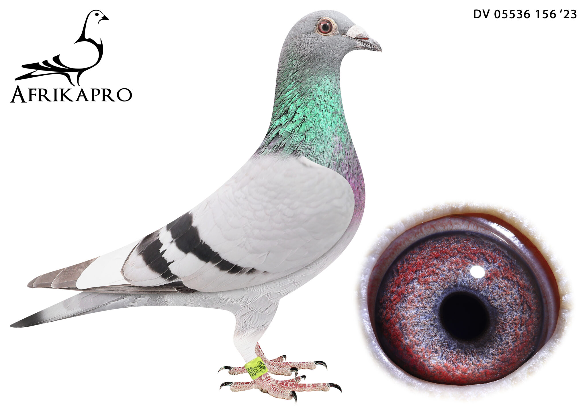 LOT 94 AFRIKAPRO -ALTMIKS RACING PIGEONS – DV 23 05536 156 -SIRE:AU 18 ...