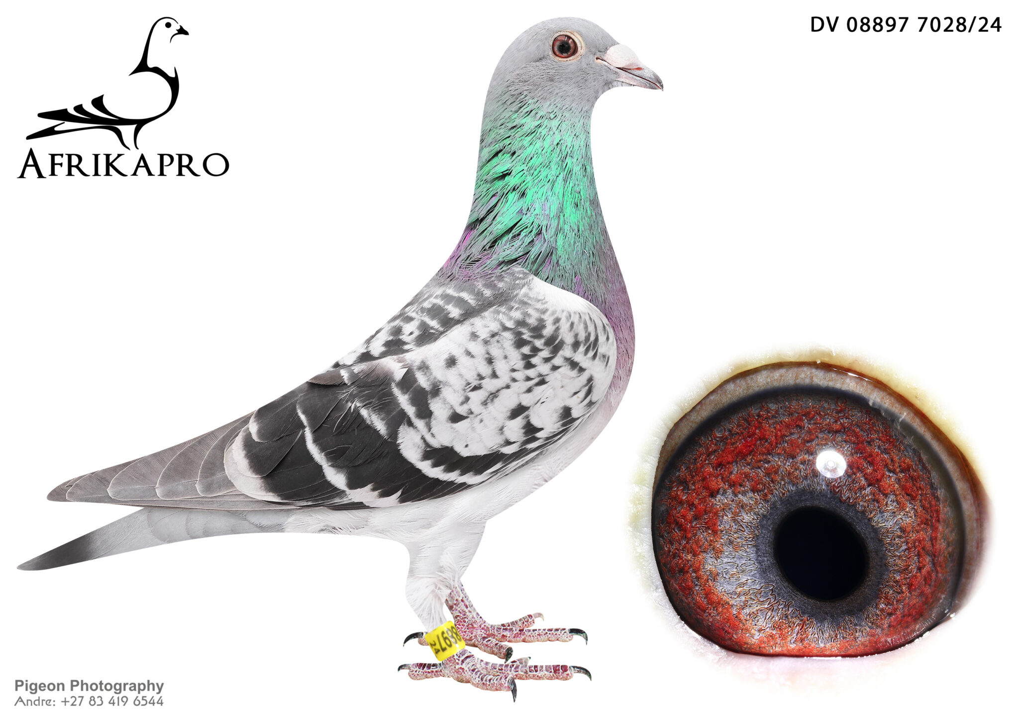 .LOT 3 AFRIKAPRO UNPAID – SG STEFFL – DV-24-08897-7028 -SIRE:08897-22 ...