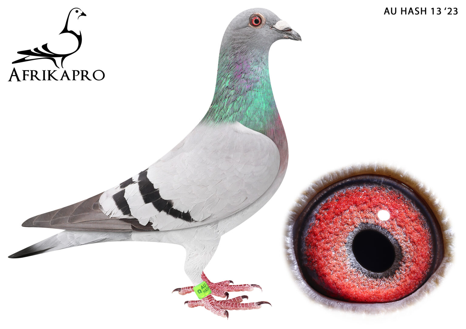 Z..LOT 151 AFRIKAPRO AUCTION 2 -HASH FAMILY LOFT – AU 23 HASH 13 -SIRE ...