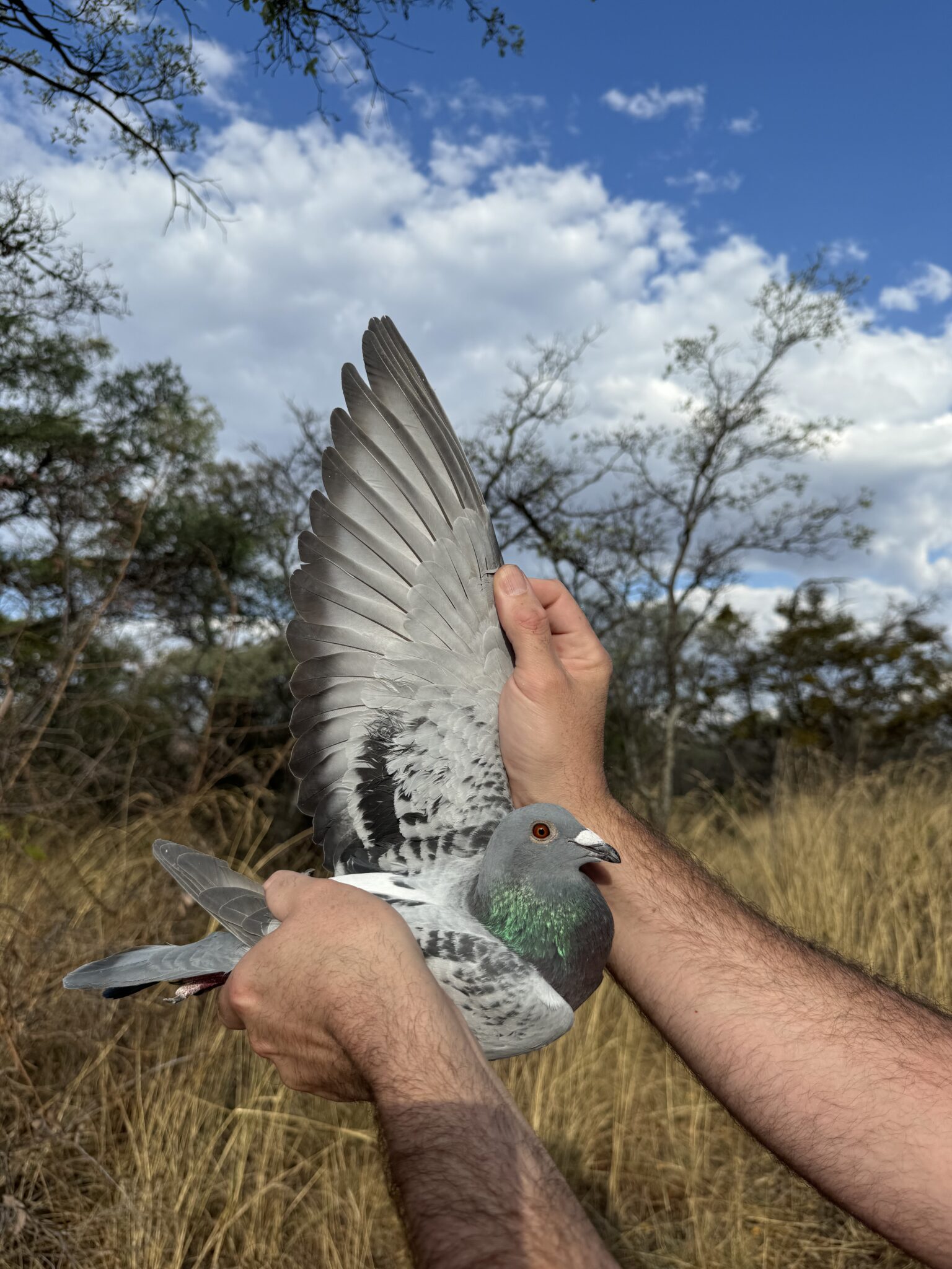 Z.. LOT 115 AFRIKAPRO AUCTION 3 B – TEAM OLIVE LOFTS & LUBOMIR KUBACEK ...