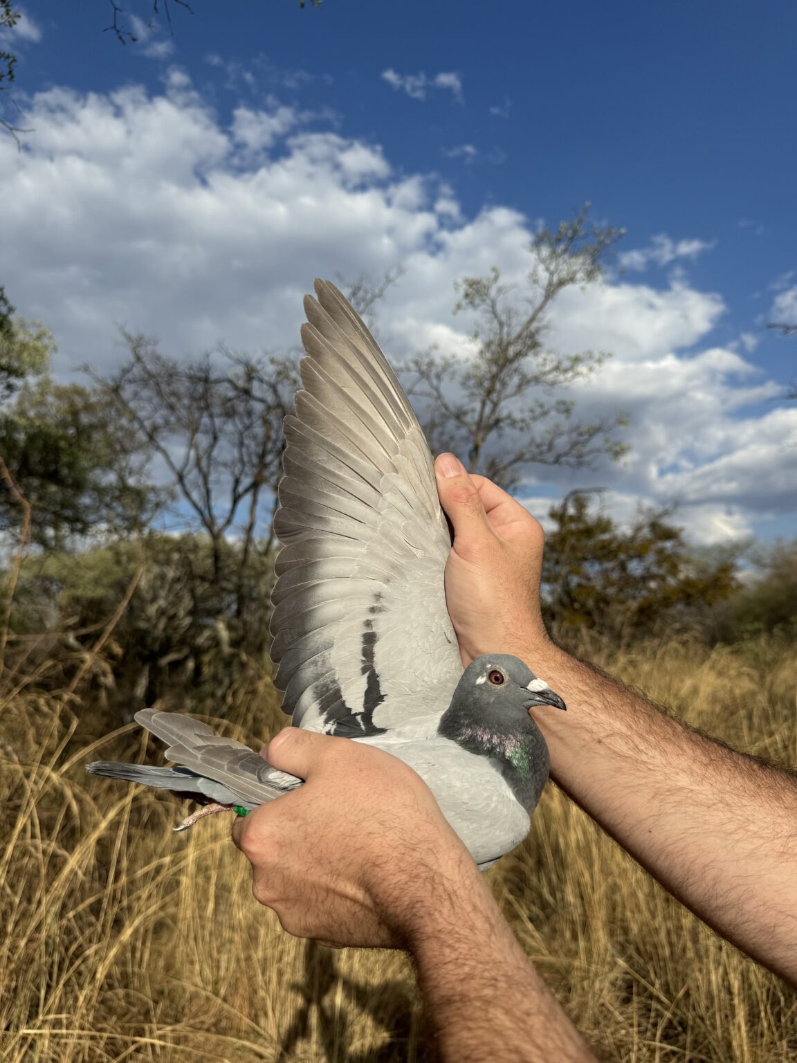 Z.. LOT 212 AFRIKAPRO AUCTION 3 B – MARK CORNICK – ZA-23-WPHU-0208 ...