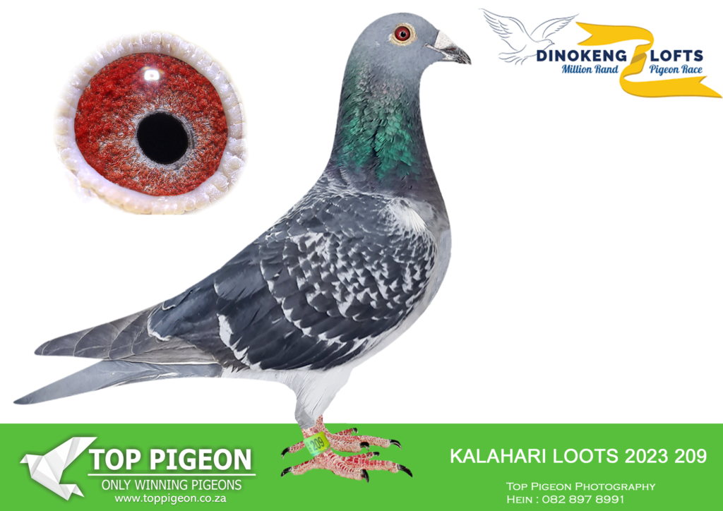 .LOT 5 DINOKENG AUCTION 2 – BOTHA LOFTS – ZA 23 BOTHA LOFT 59 ——–SAMEBRED SOLD FOR R31 000.00 ON ...