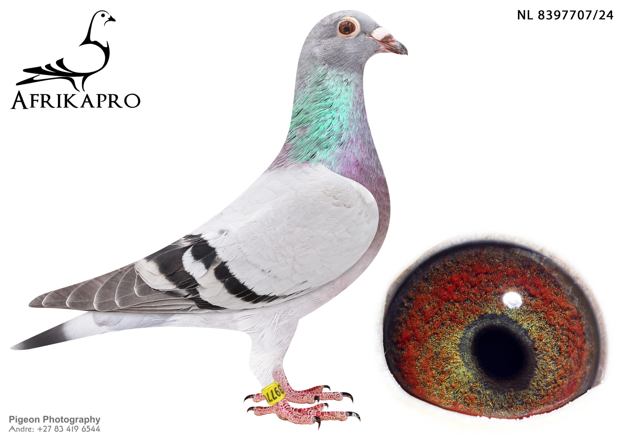 Z.. LOT 125 AFRIKAPRO AUCTION 3 B – JORT BATENBURG – NL-24-8397707 ...