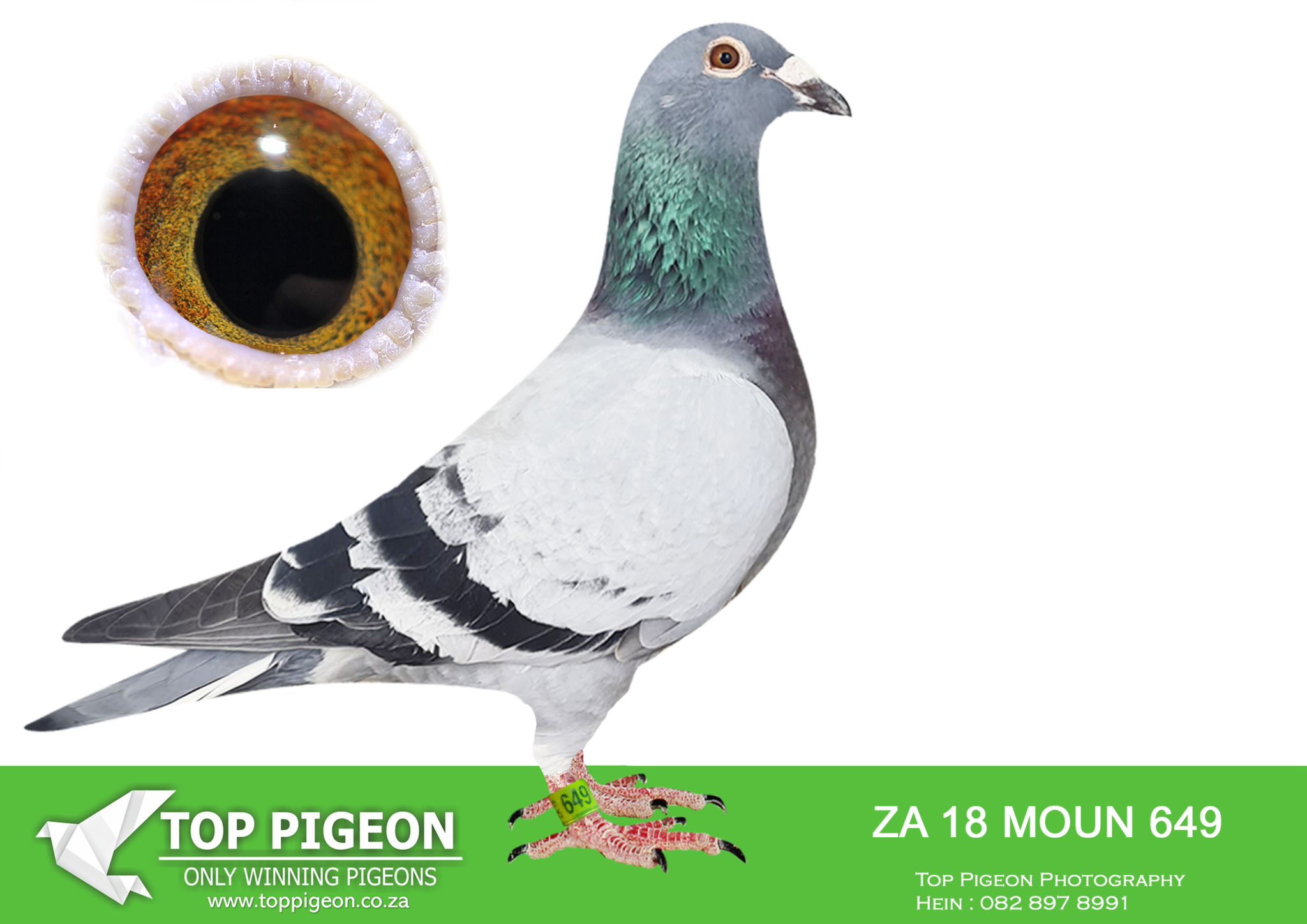 LOT 20 BADENHORST LOFTS -ZA 18 MOUN 649 -SIRE: 917 17 GFL.Alias “SUPER ...