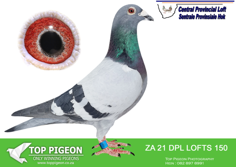 LOT 38 CENTRAL LOFTS -DIEPLAAGTE / STERKFONTEIN LOFTS – ZA 21 DPL LOFTS 150 -SIRE:ZA-2017-GPU ...