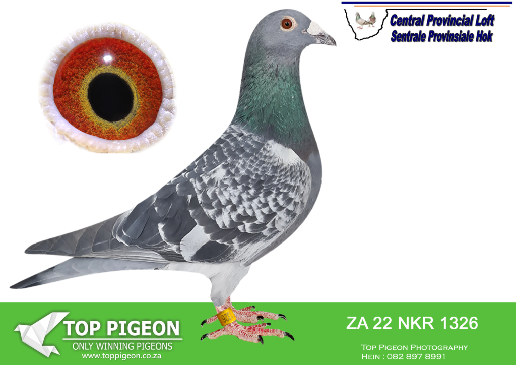 .LOT 6 CRAZY R500 AUCTION -LEWIS HAY – ZA 22 NKR 1326 -Sire: BC C NKR ...
