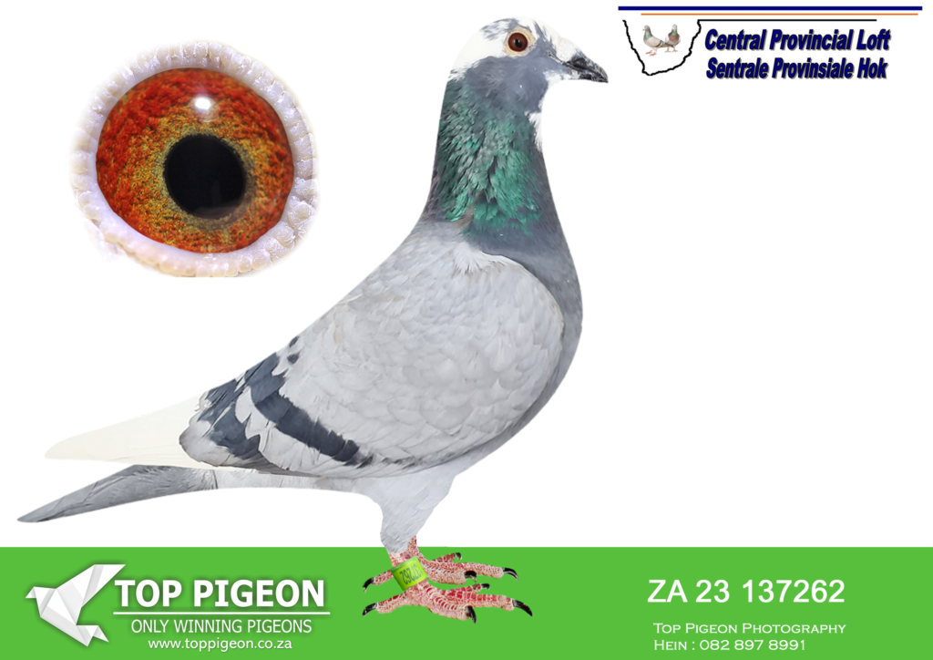 LOT 50 CENTRAL LOFTS -FOUCHE & FERGUSON – ZA 23 137262 -BLANC DE BLANC ...