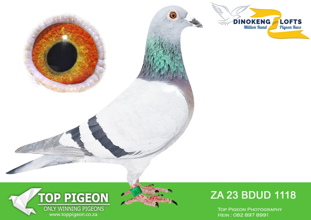 LOT 60 DINOKENG AUCTION 2 – TEAM OLIVE LOFTS / LUBOMIR KUBACEK – ZA 23 BDUD 1118 -SIRE:977 BDU/D ...